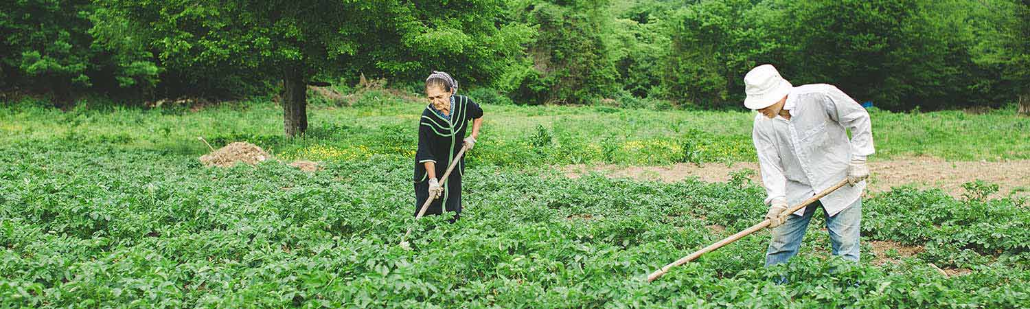 Organic Farming – Taking A Cue From Traditional Indian Agricultural ...