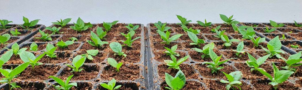 Seed Coating: A Farmer-Friendly Technique For Crops