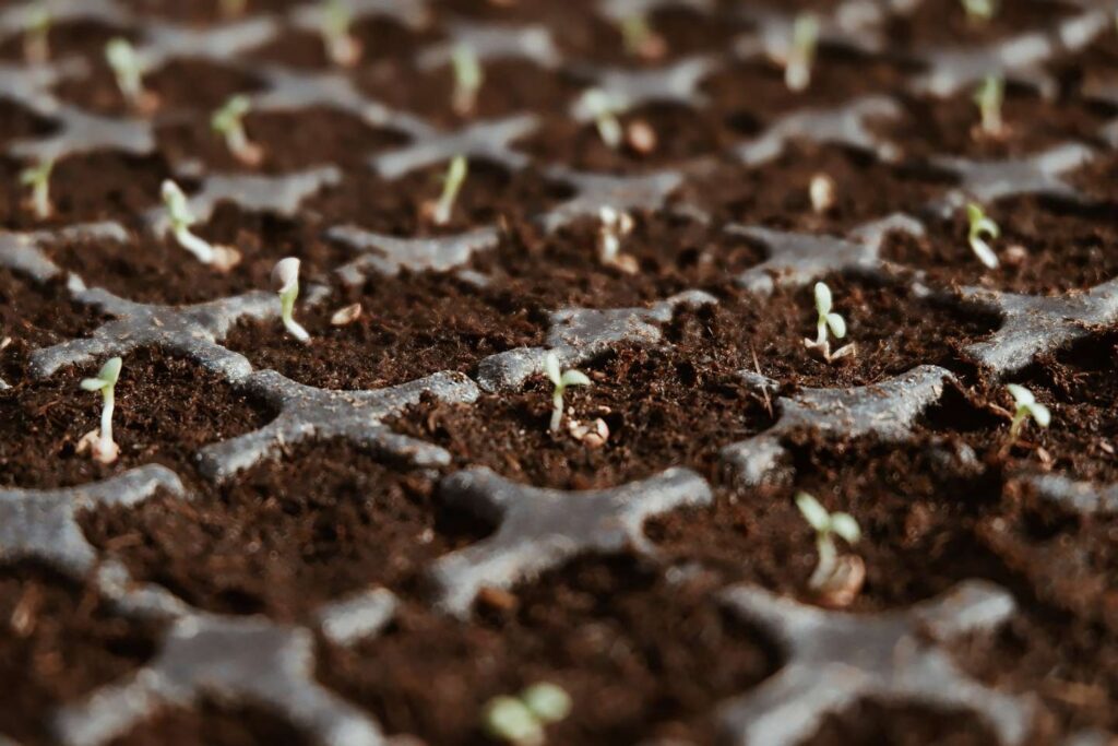 Sustainable Farming With Biological Seed Treatment Benefits