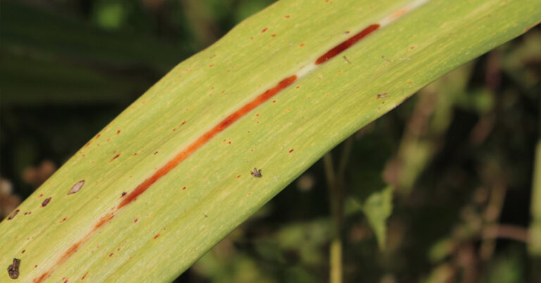 Red Rot Disease In Sugarcane: Causes & Management