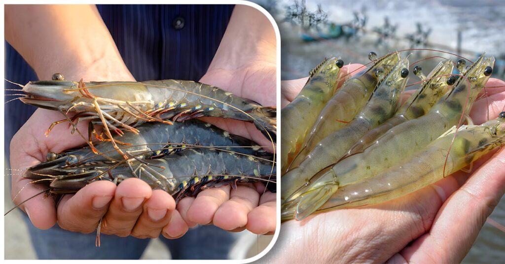 Shrimp Black Tiger Vs. Vannamei Shrimp: Shrimp Aquaculture